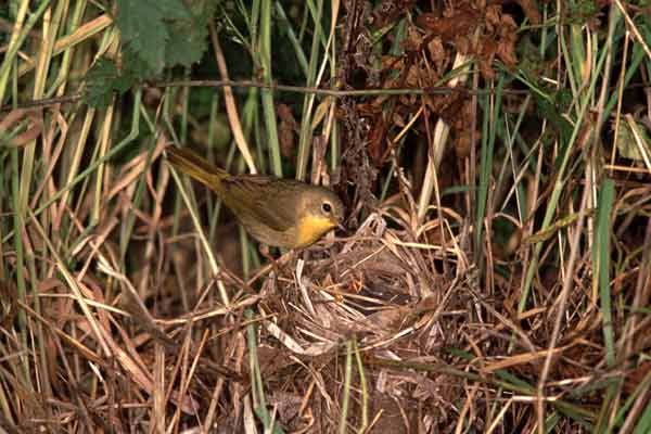 Common Yellowthroat Nest Photo